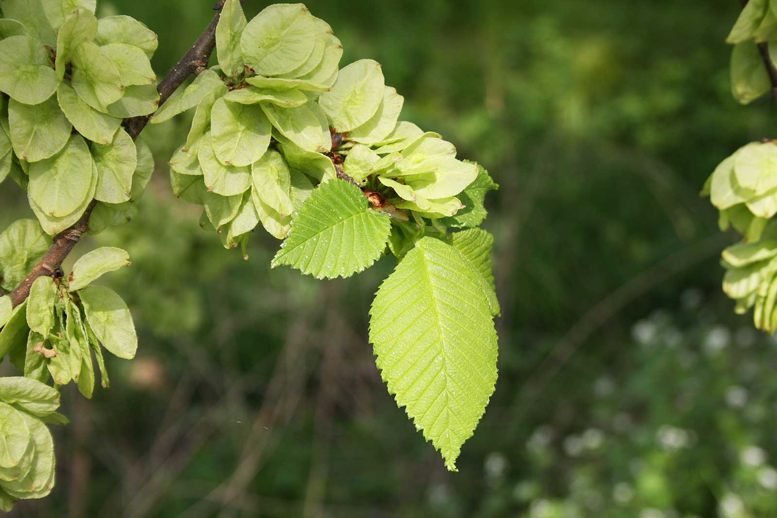 Ulme - Massivholzmöbel Tischlerei Dresden